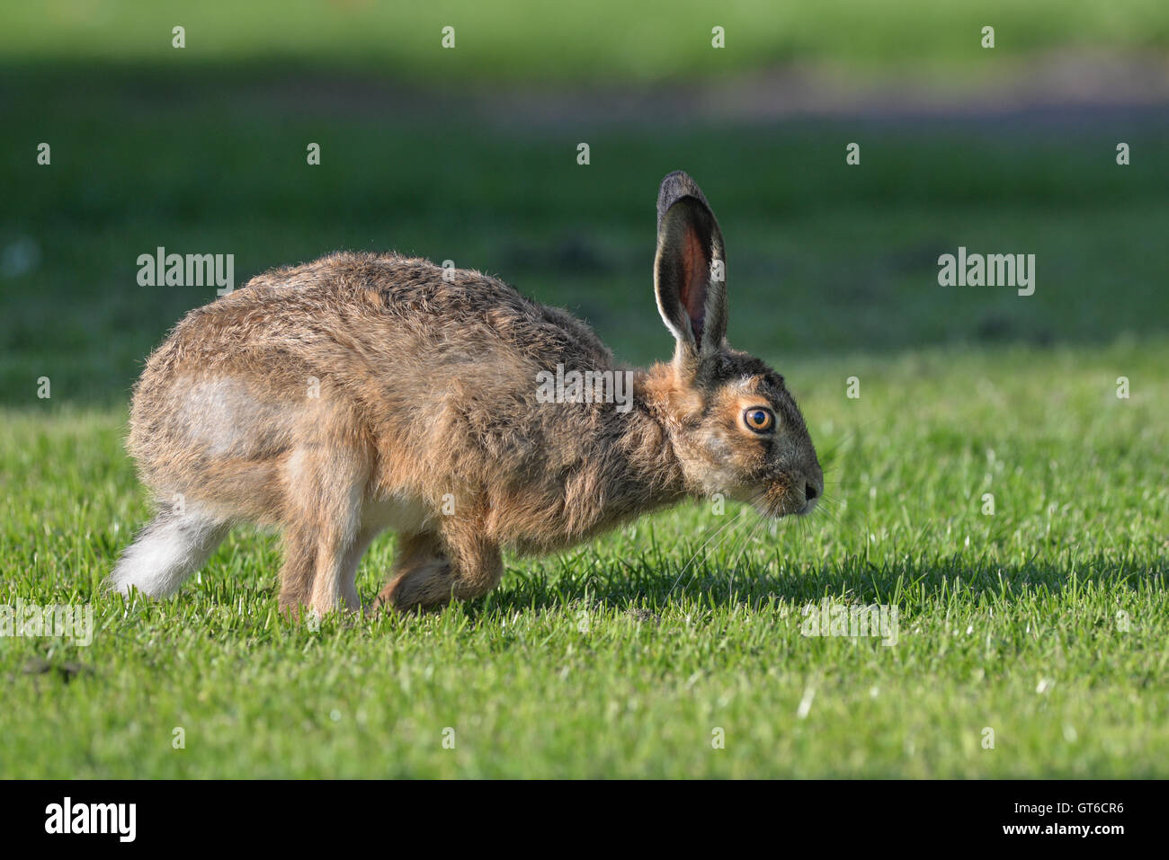 Hare eyes close up hi-res stock photography and images - Alamy