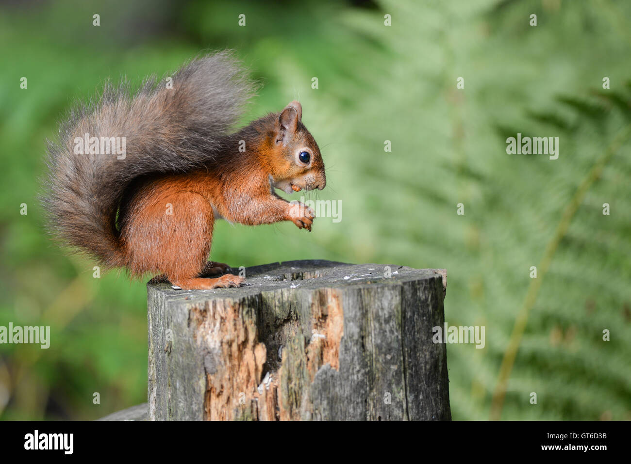 red squirrel, tuft, wild, animal, forest, nature, tree, creature ...
