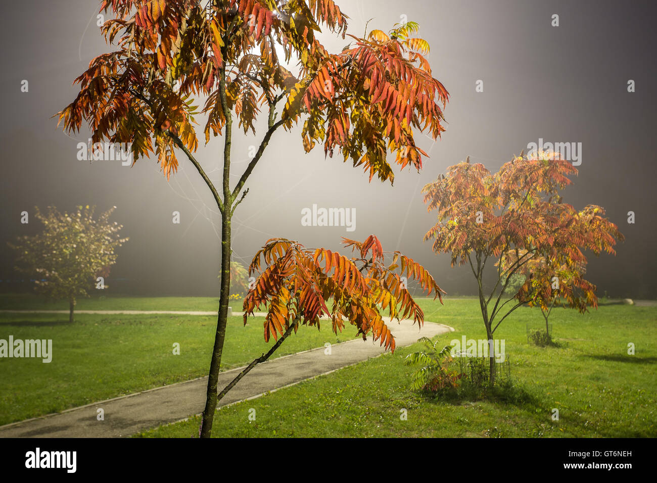 Ash tree at night with fog in autumn Stock Photo - Alamy