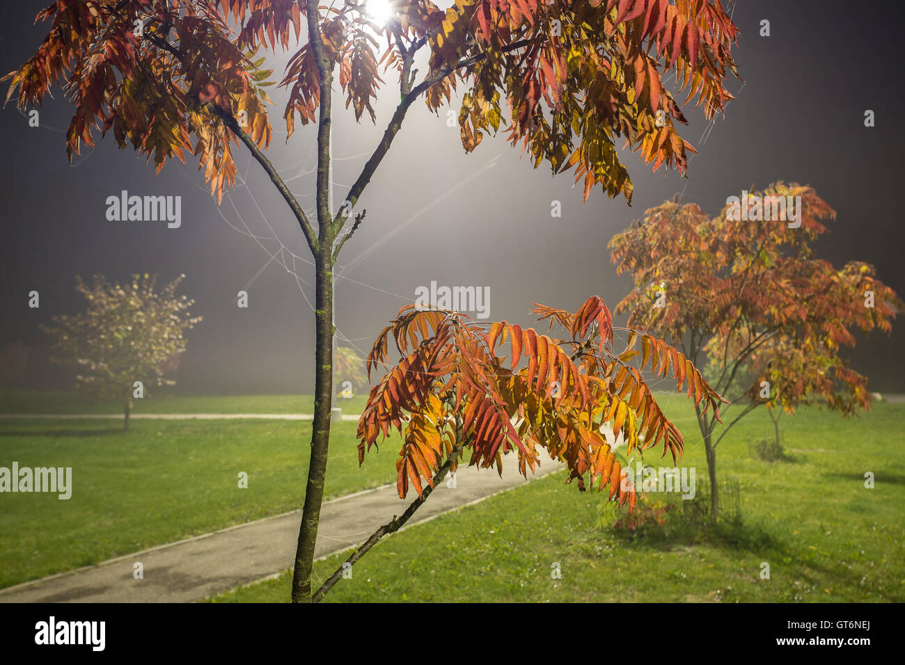 Ash tree in leaf hi-res stock photography and images - Alamy