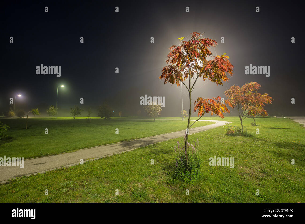 Ash tree in leaf hi-res stock photography and images - Alamy