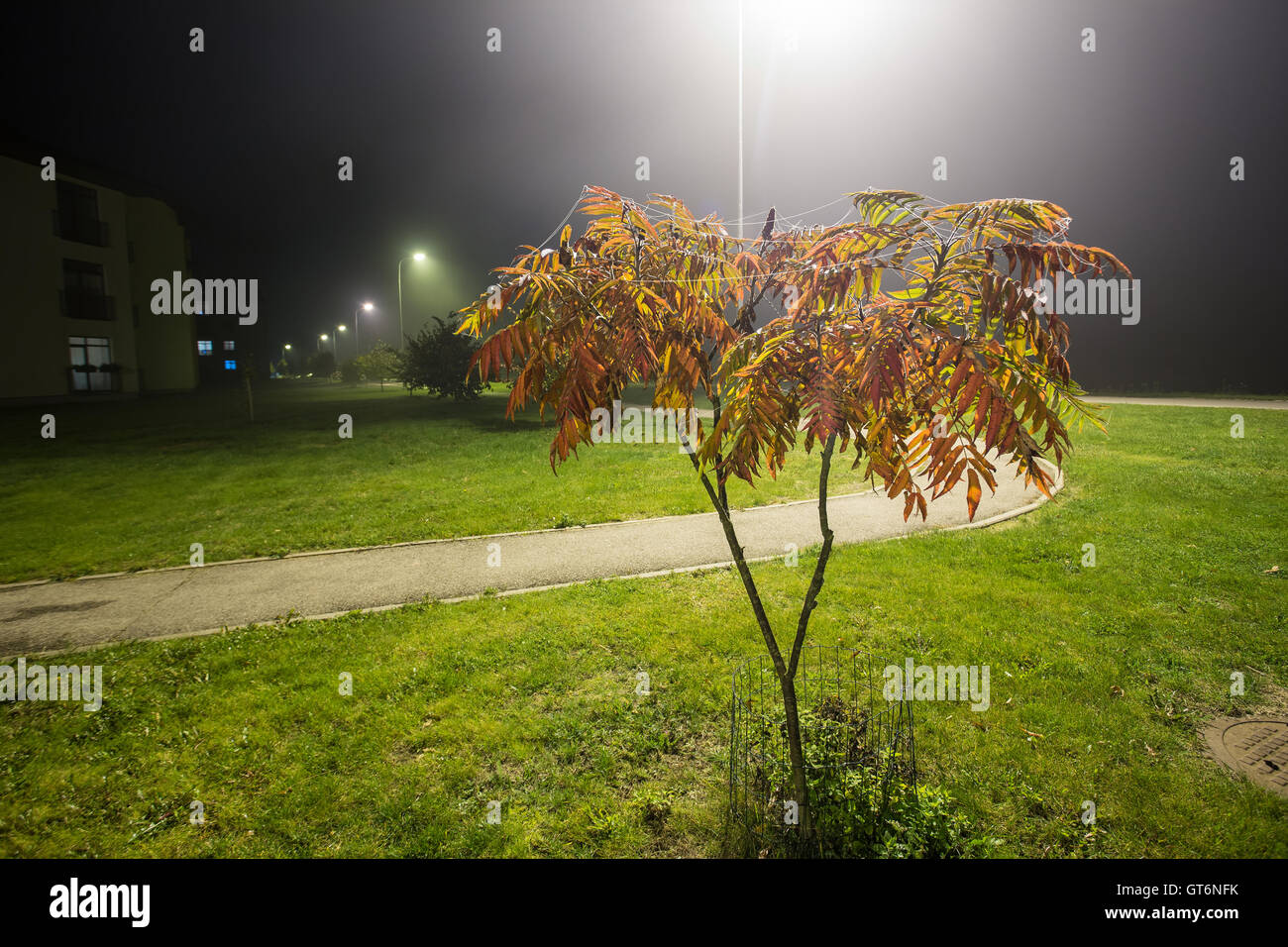Ash tree in leaf hi-res stock photography and images - Alamy