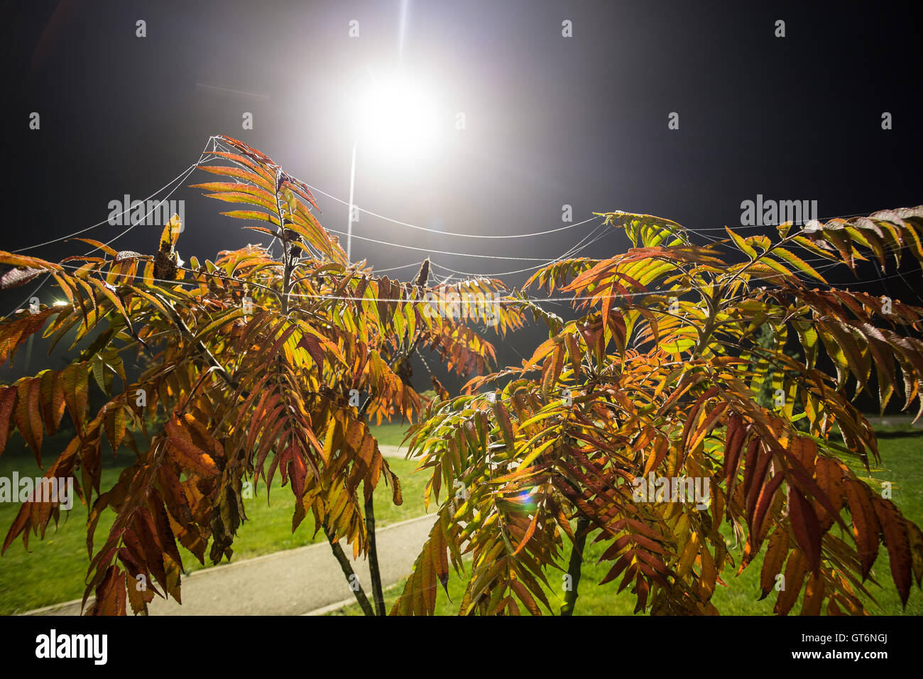 Ash tree in leaf hi-res stock photography and images - Alamy