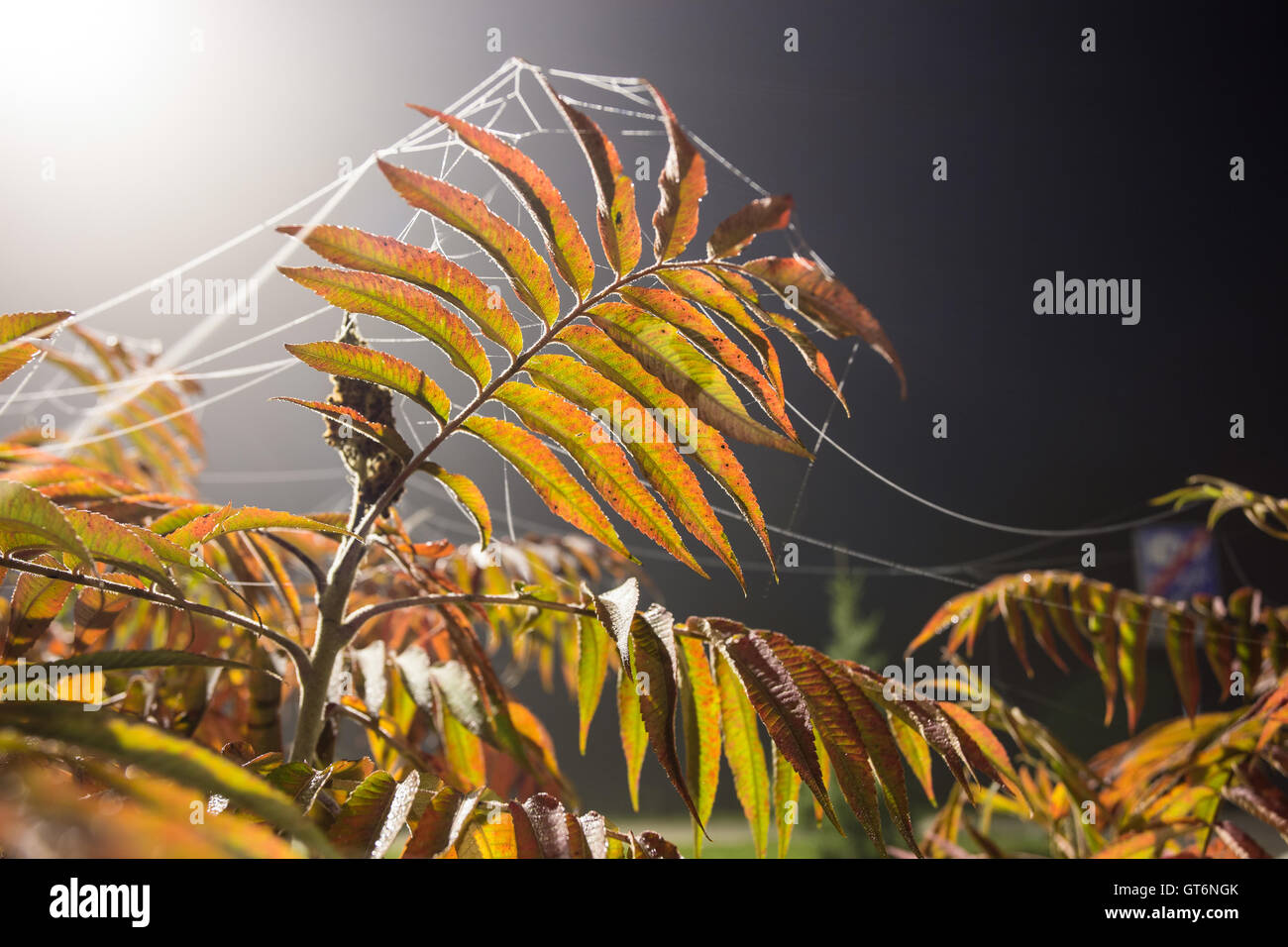 Ash tree at night in autumn close up Stock Photo - Alamy
