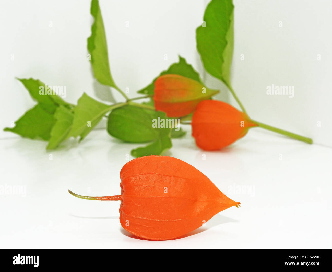 Colorful physalis flower Stock Photo - Alamy
