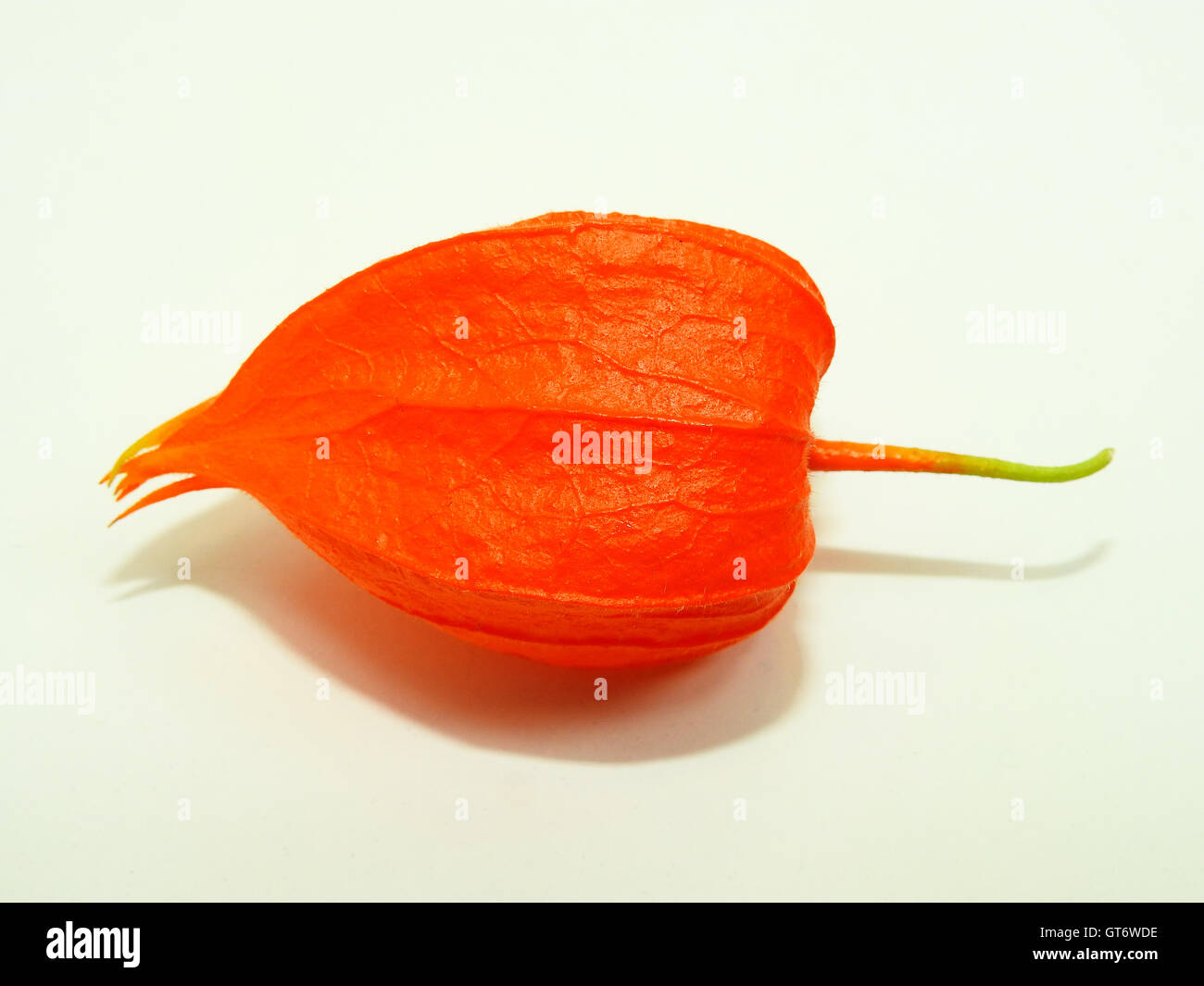 Colorful physalis flower Stock Photo - Alamy