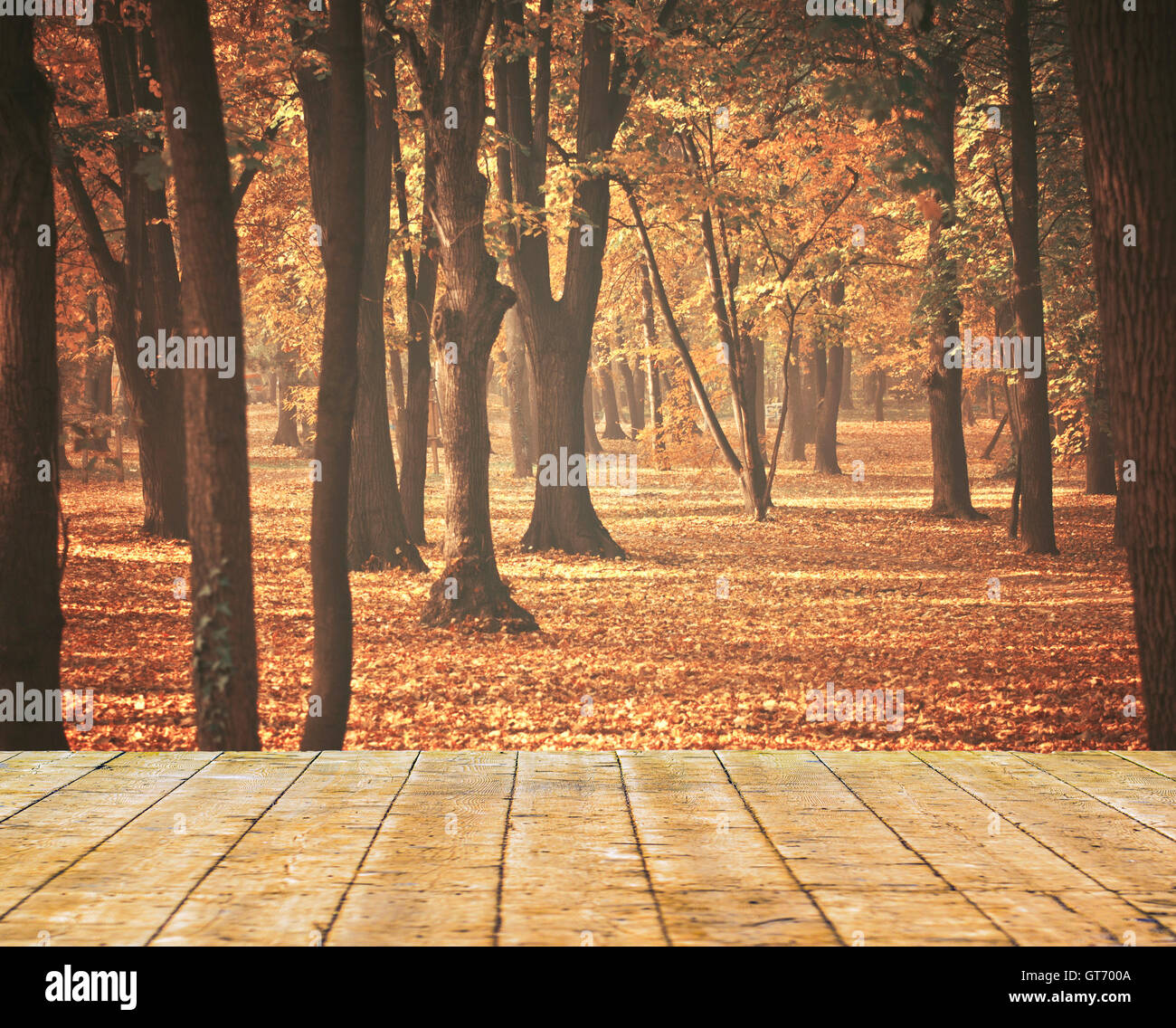 Beautiful autumn forest with wooden floor Stock Photo - Alamy