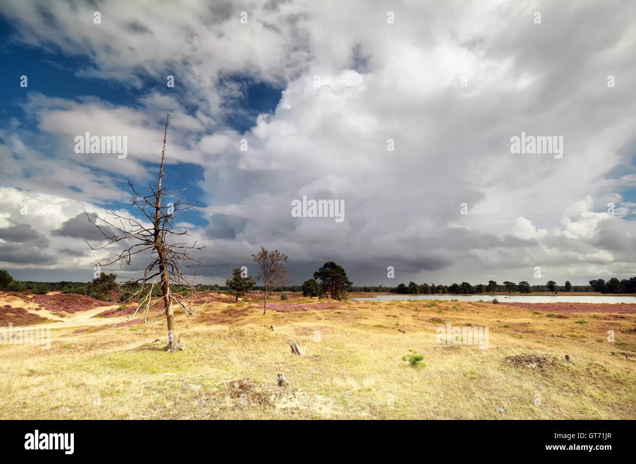Sunny weather tree hi-res stock photography and images - Alamy
