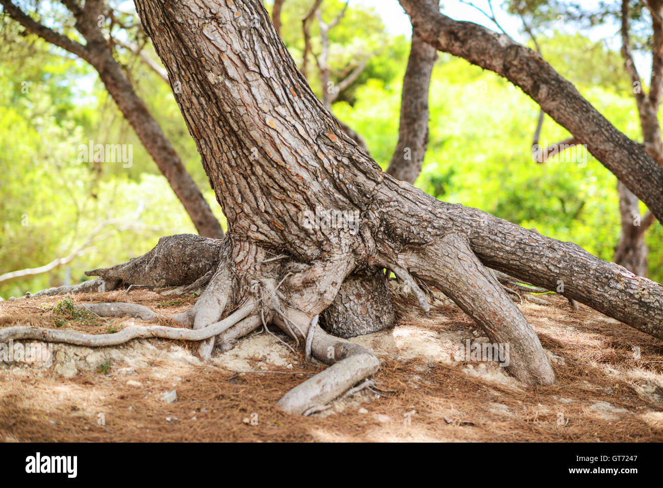Huge spreading hi-res stock photography and images - Alamy