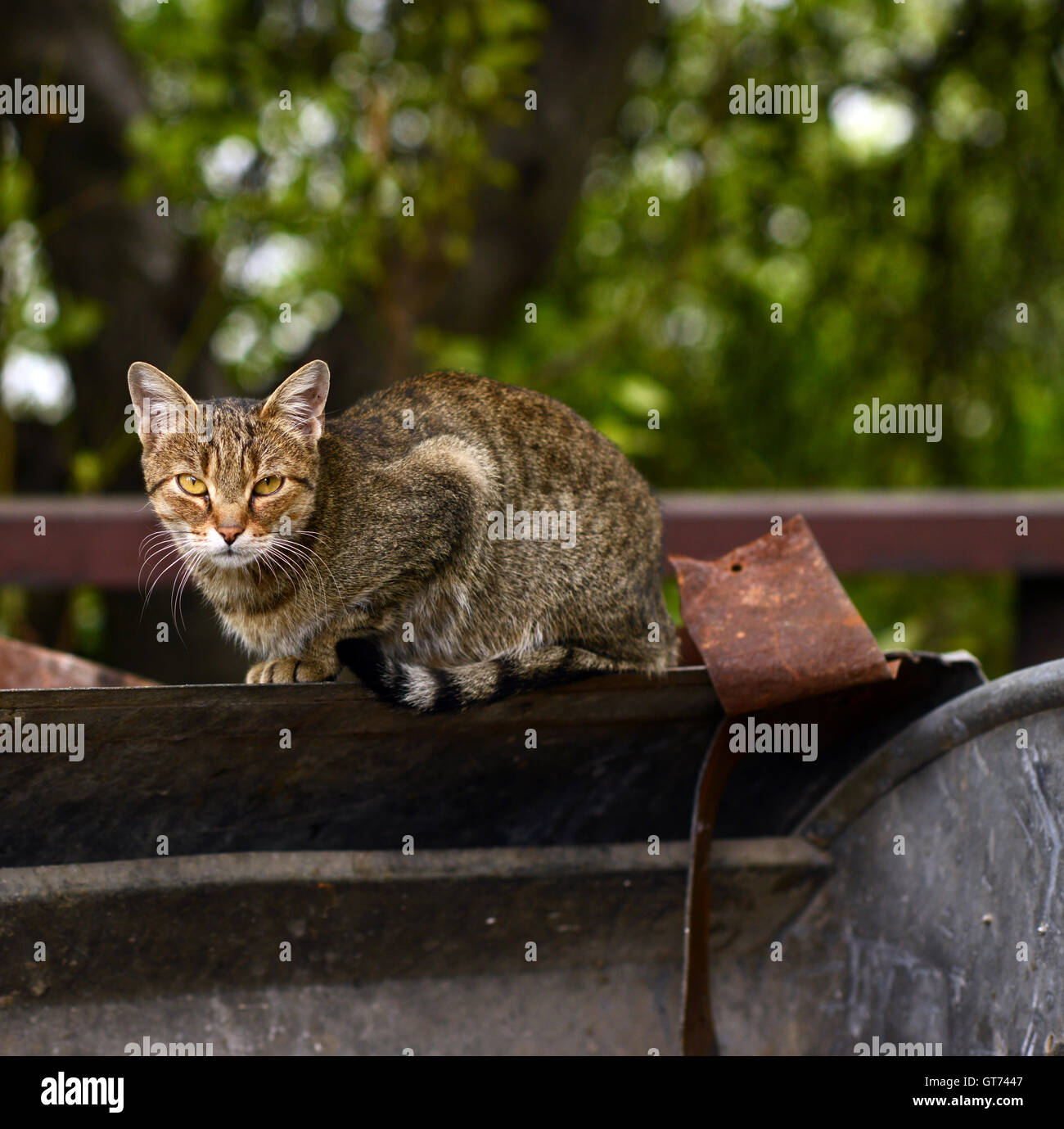 Cat near garbage looking curiously Stock Photo - Alamy