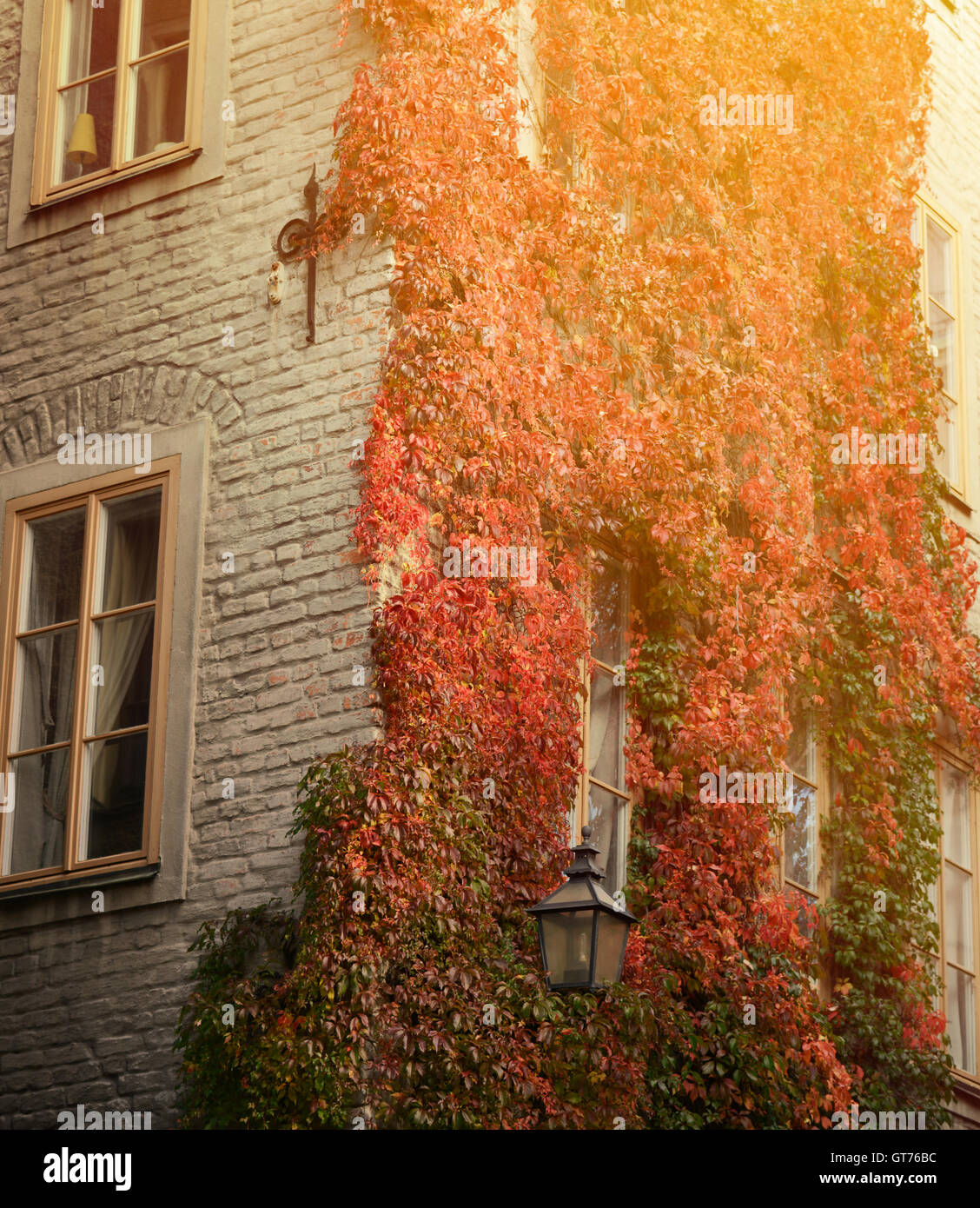 Colorful ivy on the wall in autumn Stock Photo - Alamy