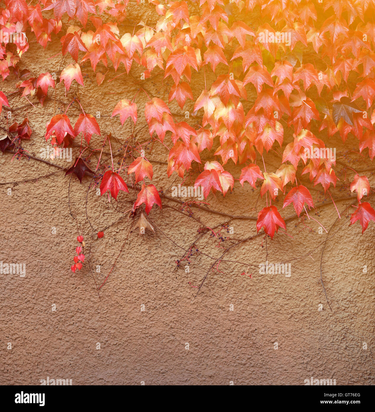 Colorful ivy on the wall in autumn Stock Photo - Alamy