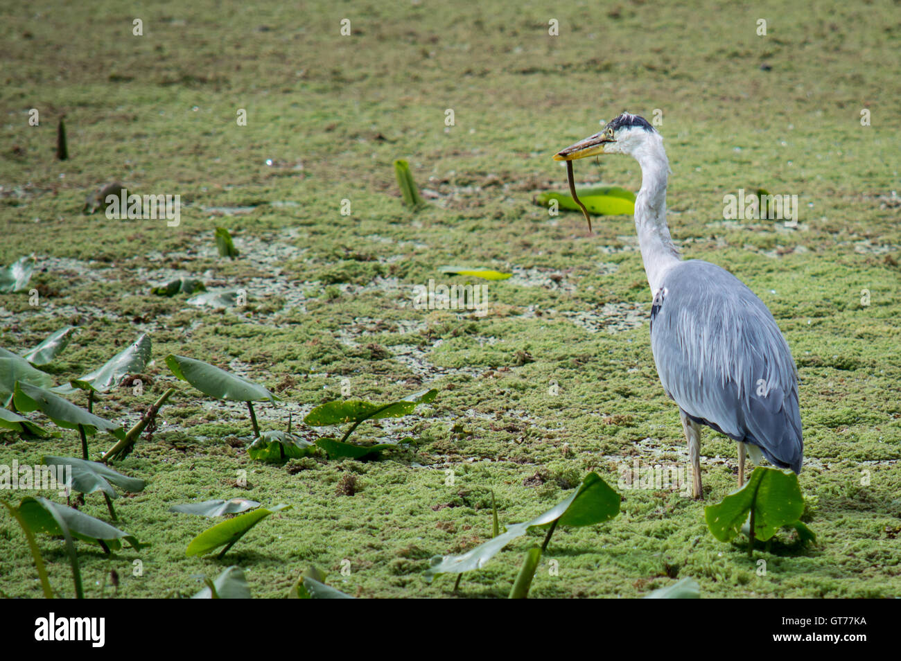 Grey Heron eating an eel Stock Photo - Alamy