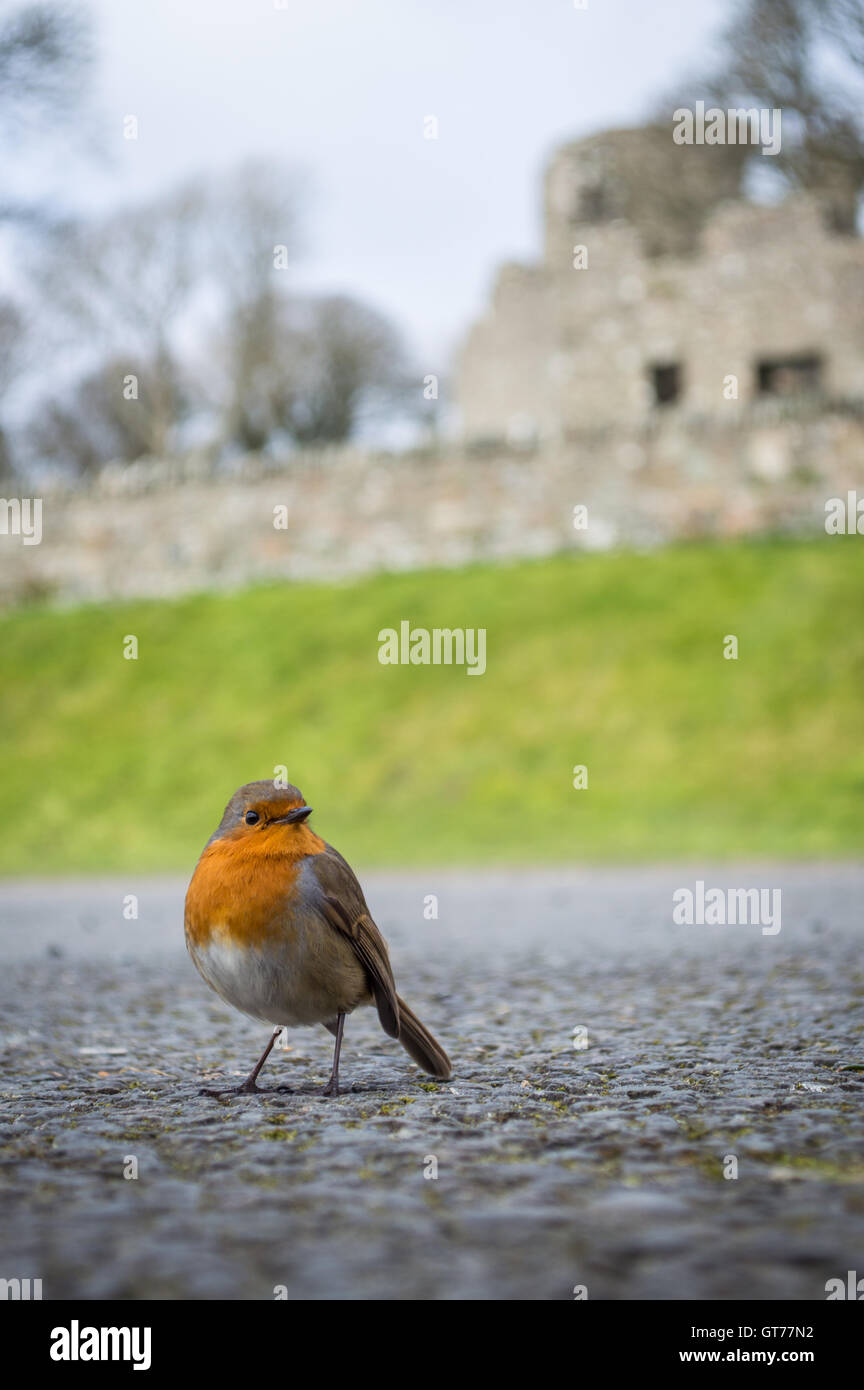 Robin car hi-res stock photography and images - Alamy