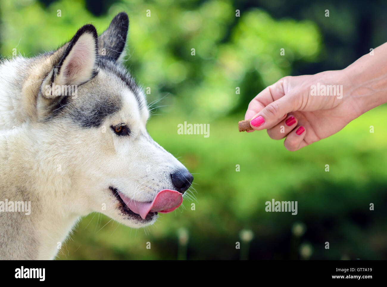 Feeding dog - Owners hand feeding dog Stock Photo - Alamy
