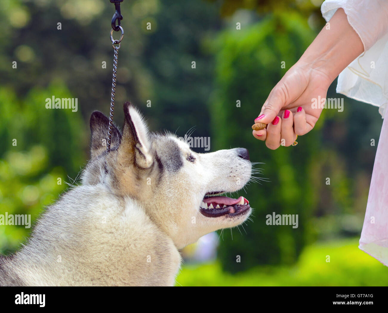 Feeding dog - Owners hand feeding dog Stock Photo - Alamy