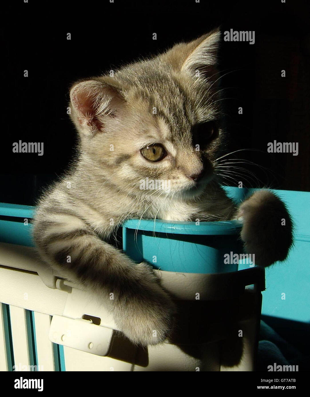 Playful Cute Kitten Stock Photo - Alamy