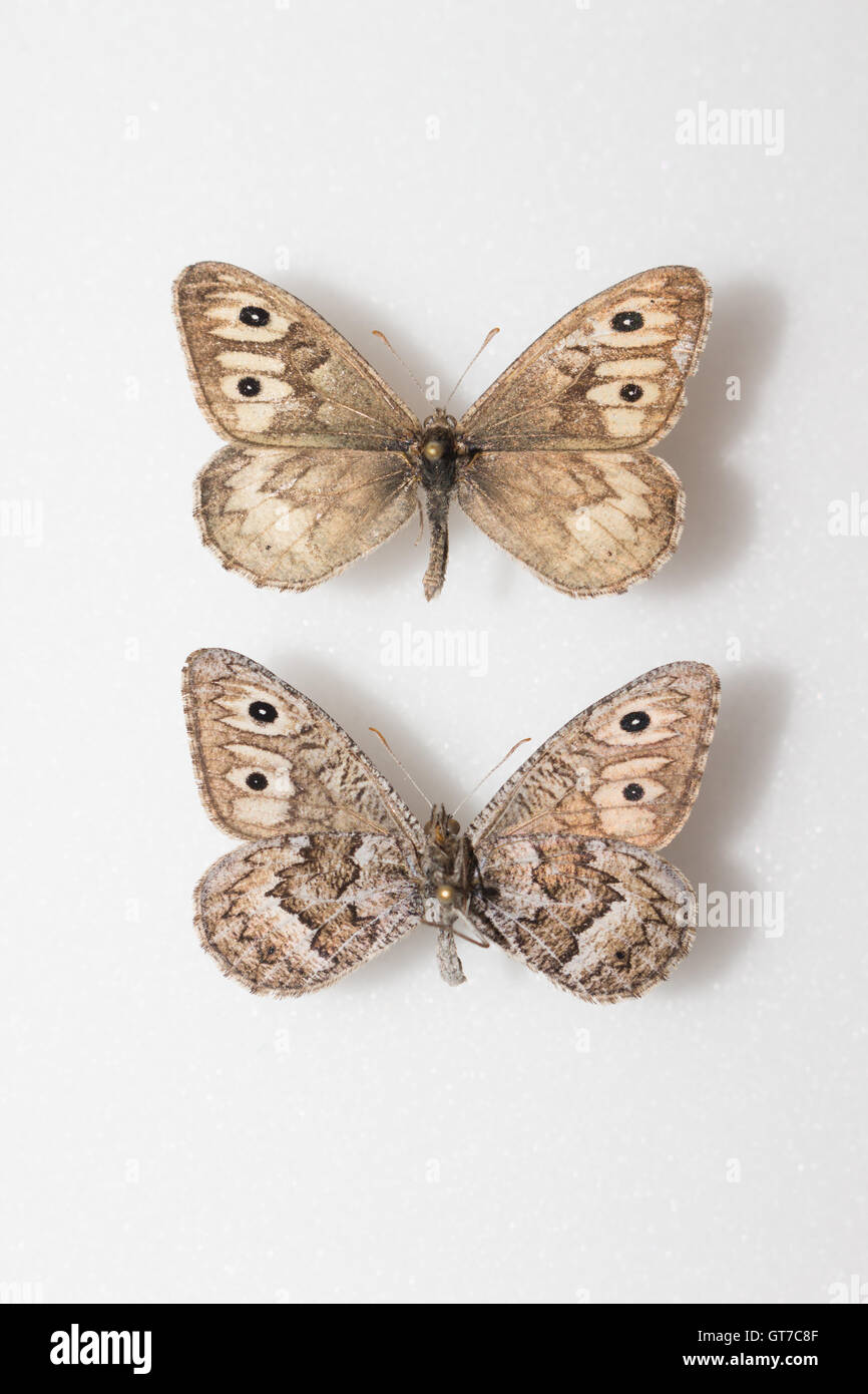 A pair of pinned and spread Ridings' Satyr butterflies (Neominois ...
