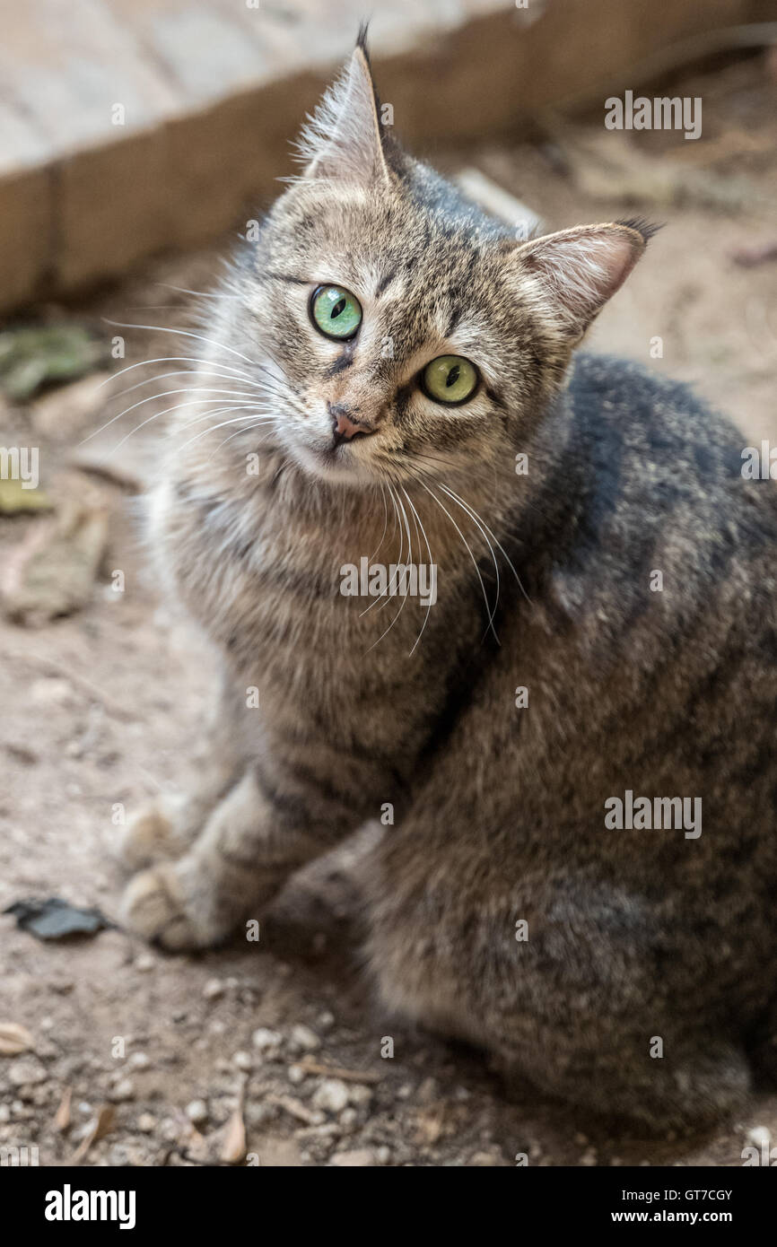 Irani restaurant hi-res stock photography and images - Alamy