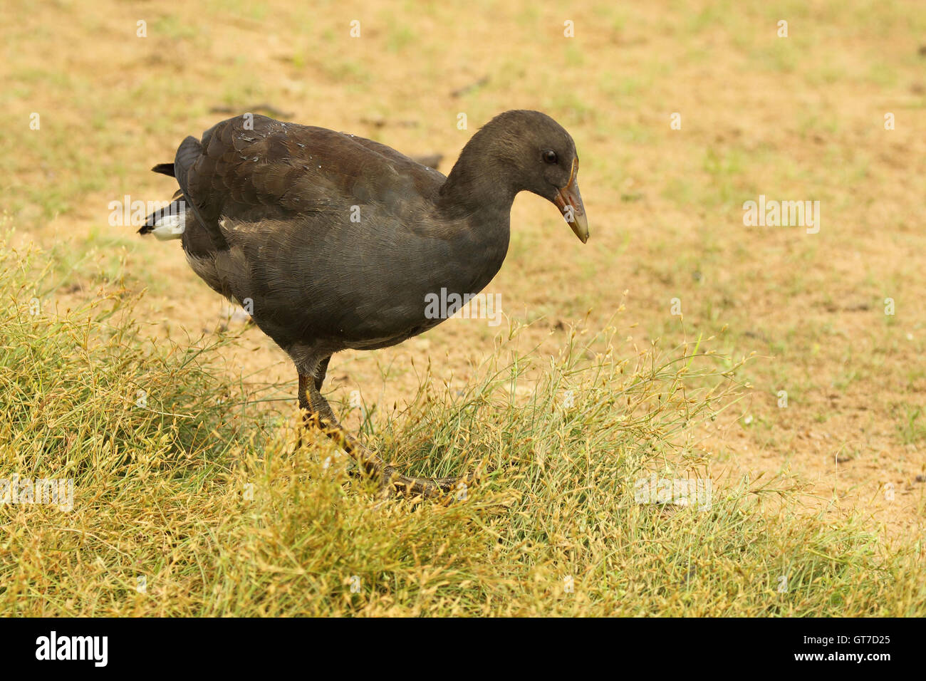 A Dusky Moorhen looking for food Stock Photo - Alamy