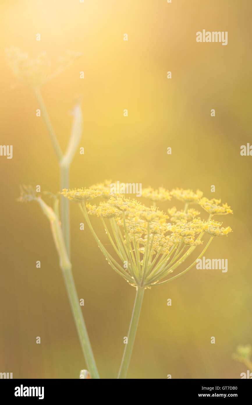 Yellow sun sunlight hi-res stock photography and images - Alamy