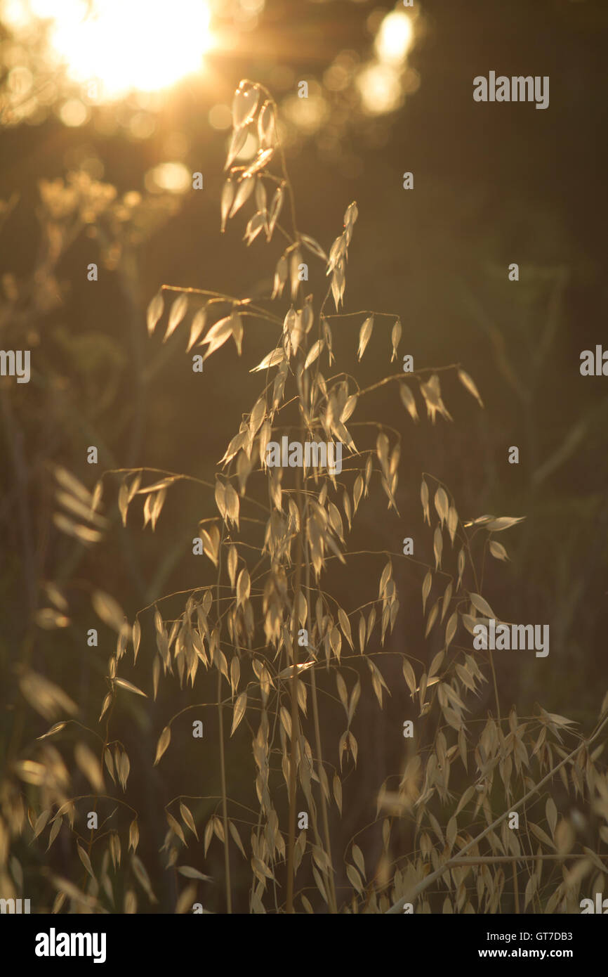 Plant is sunlight hi-res stock photography and images - Alamy