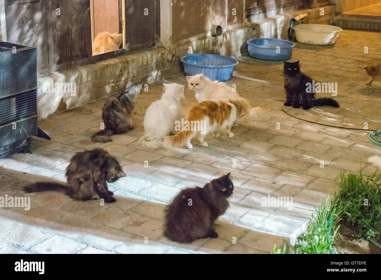 Mohammed Massarat breeds Persian cats at his home in Yazd, Iran Stock ...