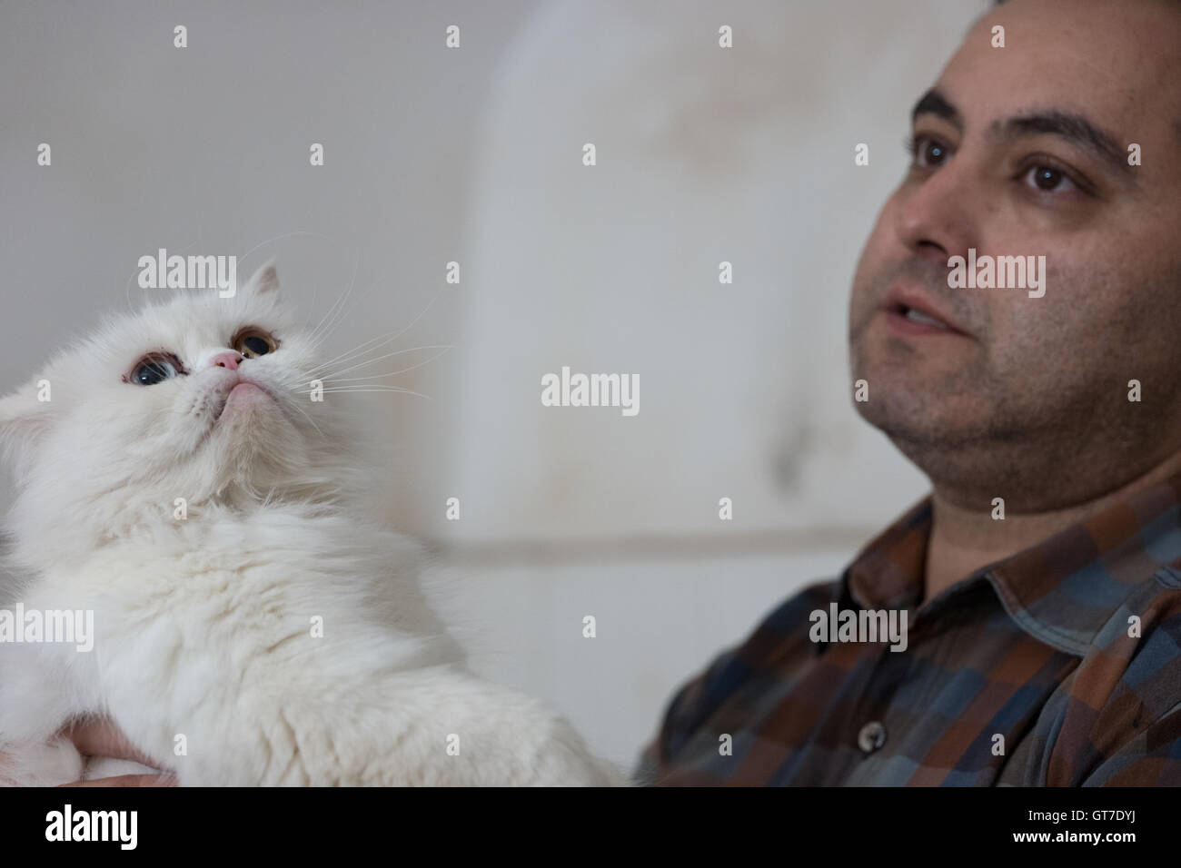 Mohammed Massarat breeds Persian cats at his home in Yazd, Iran Stock ...