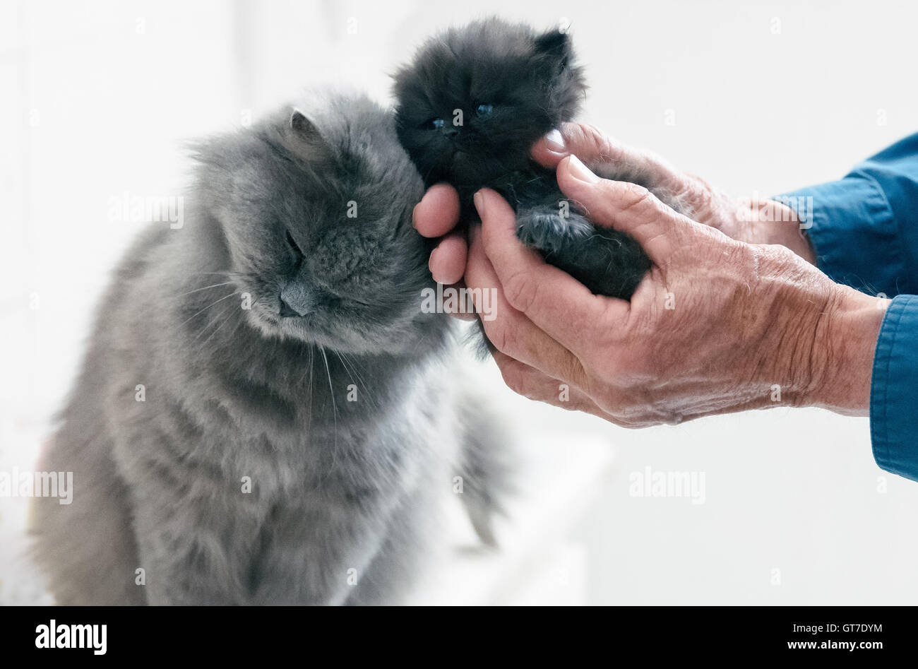 Mohammed Massarat breeds Persian cats at his home in Yazd, Iran Stock ...