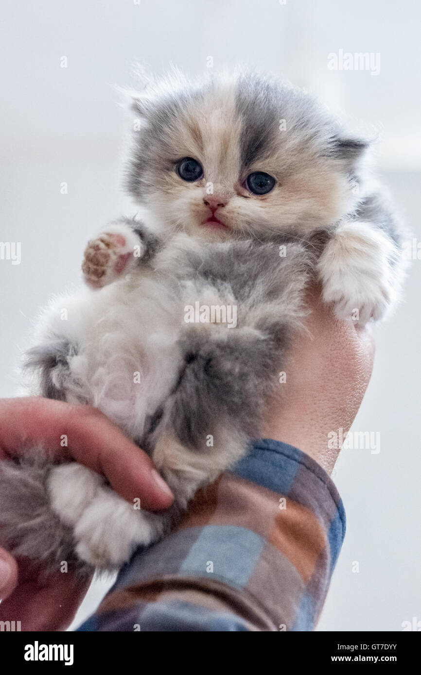 Mohammed Massarat breeds Persian cats at his home in Yazd, Iran Stock ...