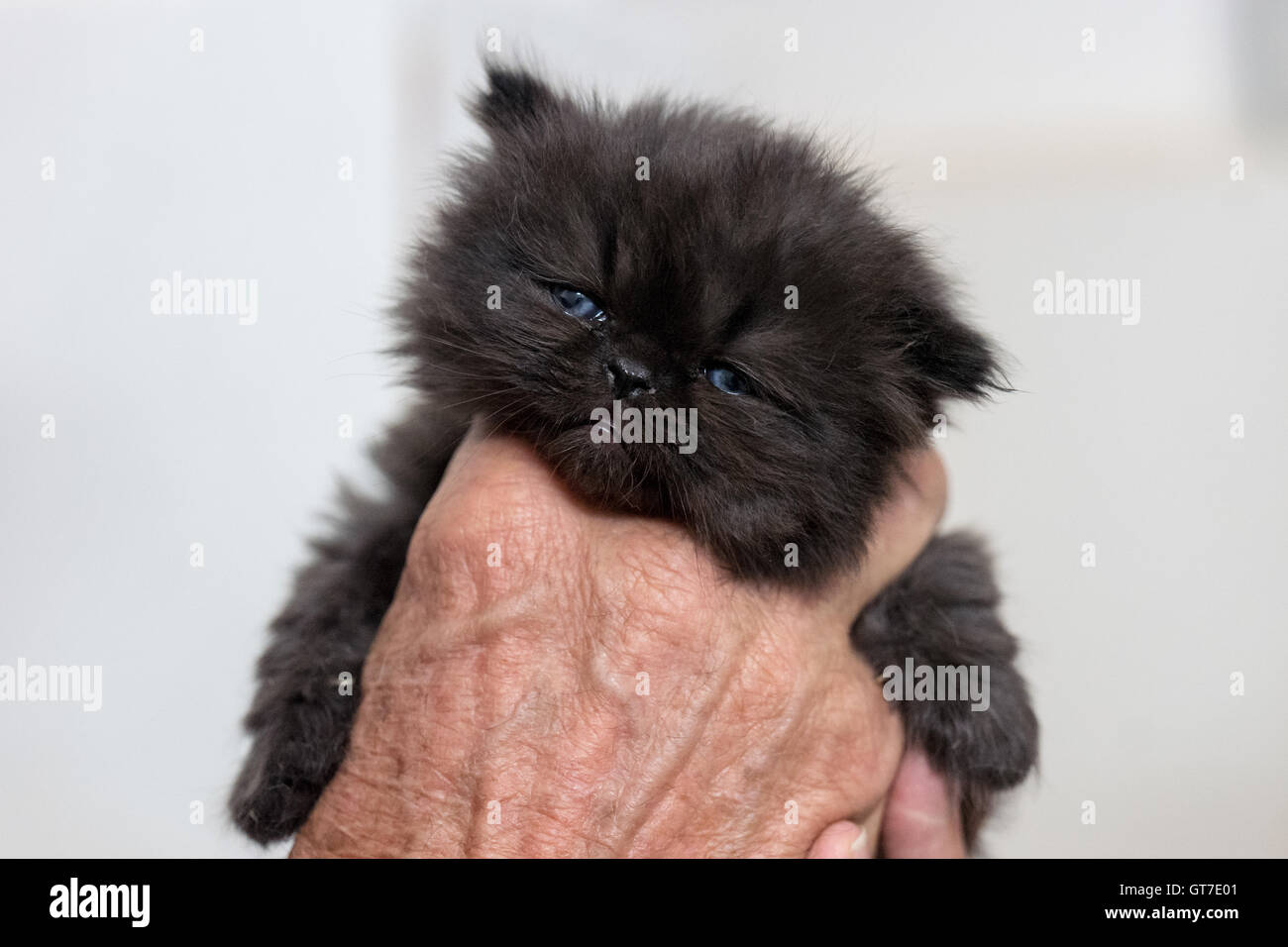 Mohammed Massarat breeds Persian cats at his home in Yazd, Iran Stock ...