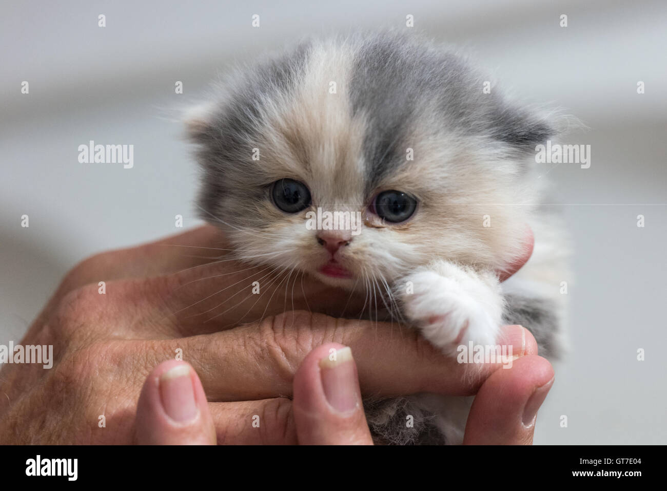 Mohammed Massarat breeds Persian cats at his home in Yazd, Iran Stock ...