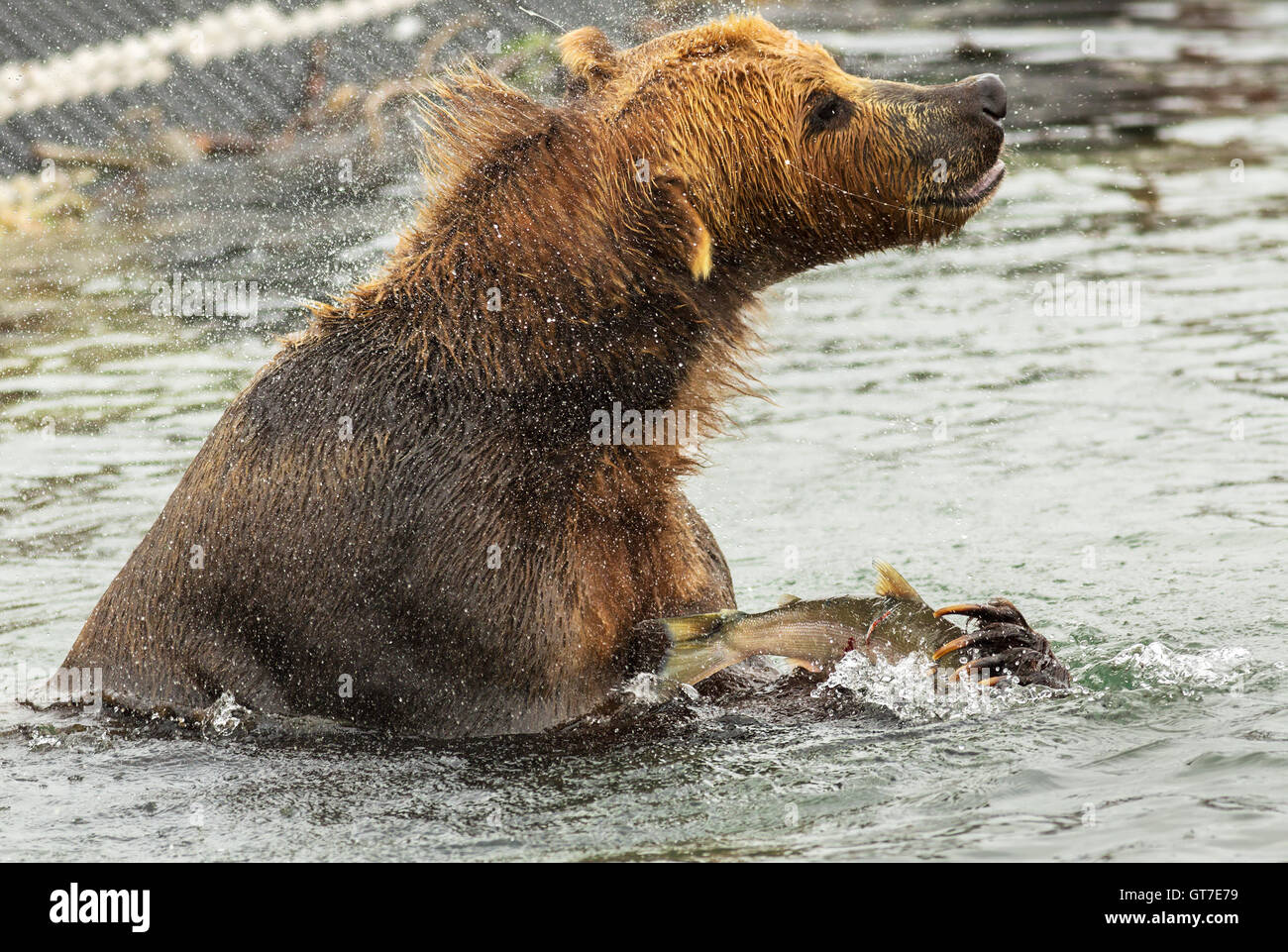 Bear fur in fence hi-res stock photography and images - Alamy
