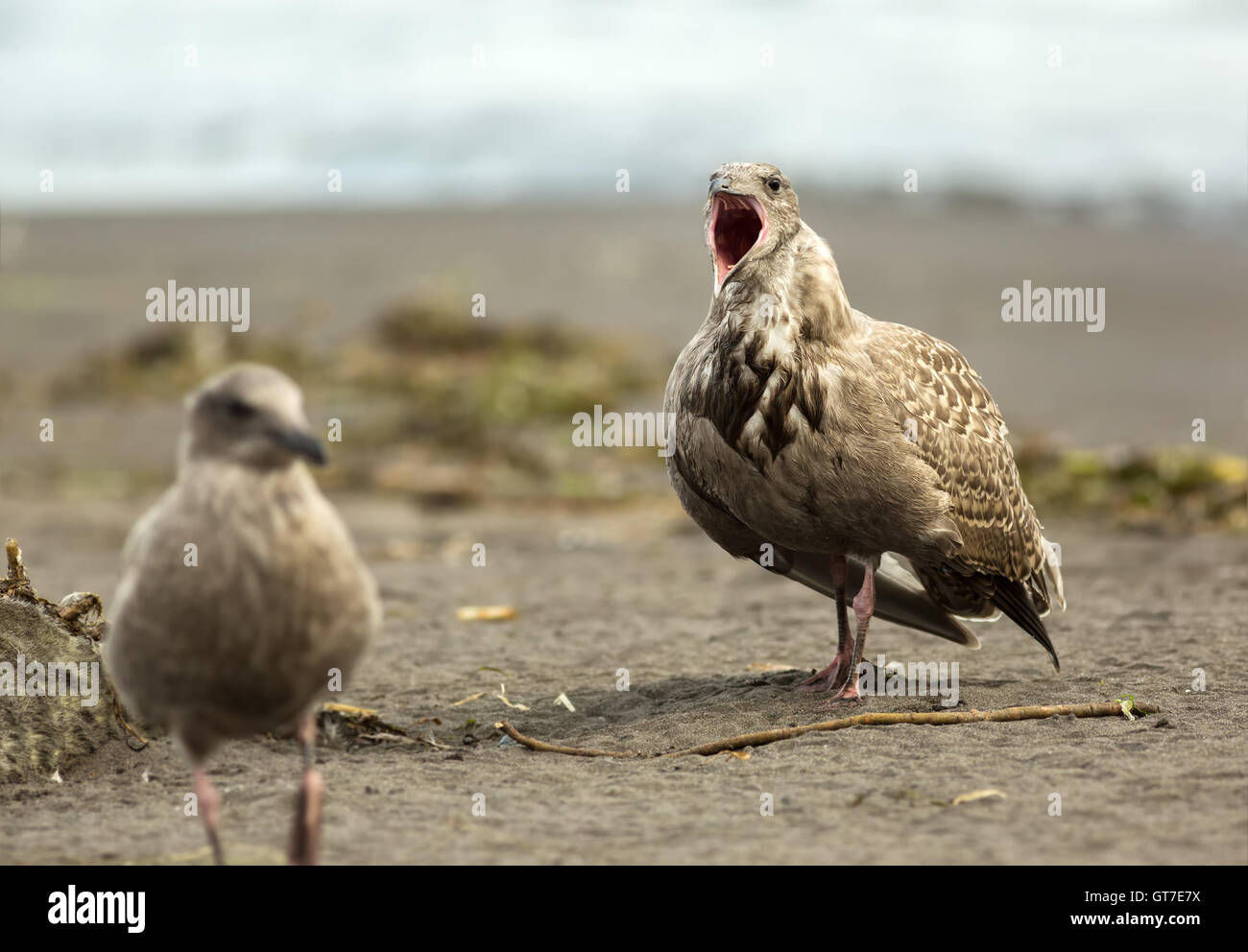 Pacific Gull shows aggression on ocean Stock Photo - Alamy