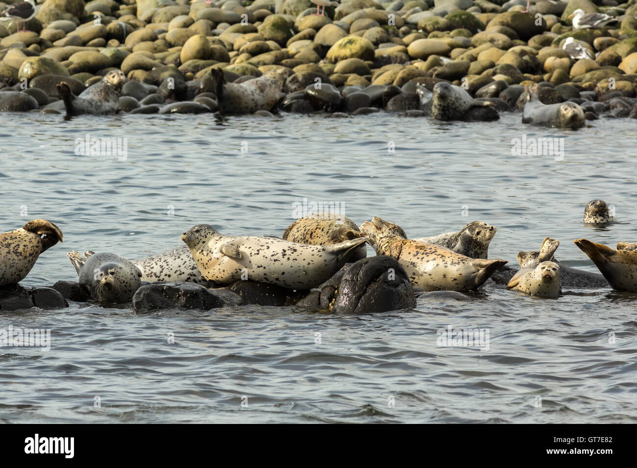 Texel island seals hi-res stock photography and images - Alamy