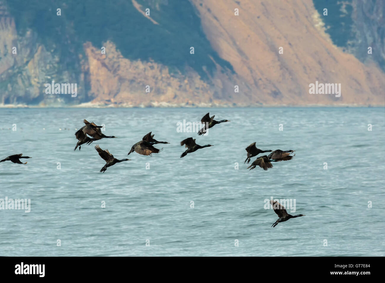 Flock of pelagic cormorant flying over Pacific Ocean Stock Photo - Alamy Flock of pelagic cormorant flying over Pacific Ocean Stock Photo - Alamy