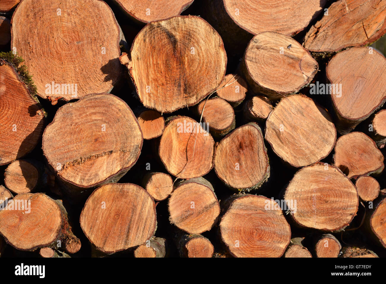 Damage to alder tree hi-res stock photography and images - Alamy