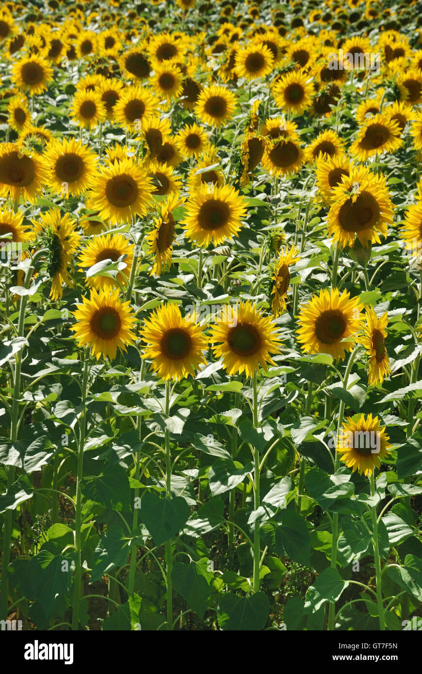 sun flower field Stock Photo - Alamy
