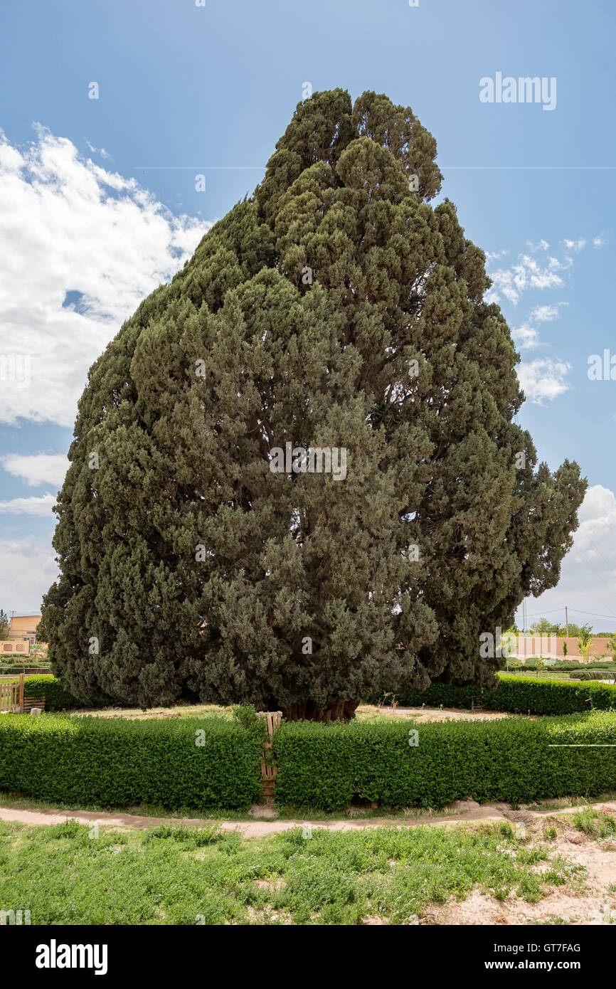 The Cypress of Abarkuh, also called the Zoroastrian Sarv, is a ...