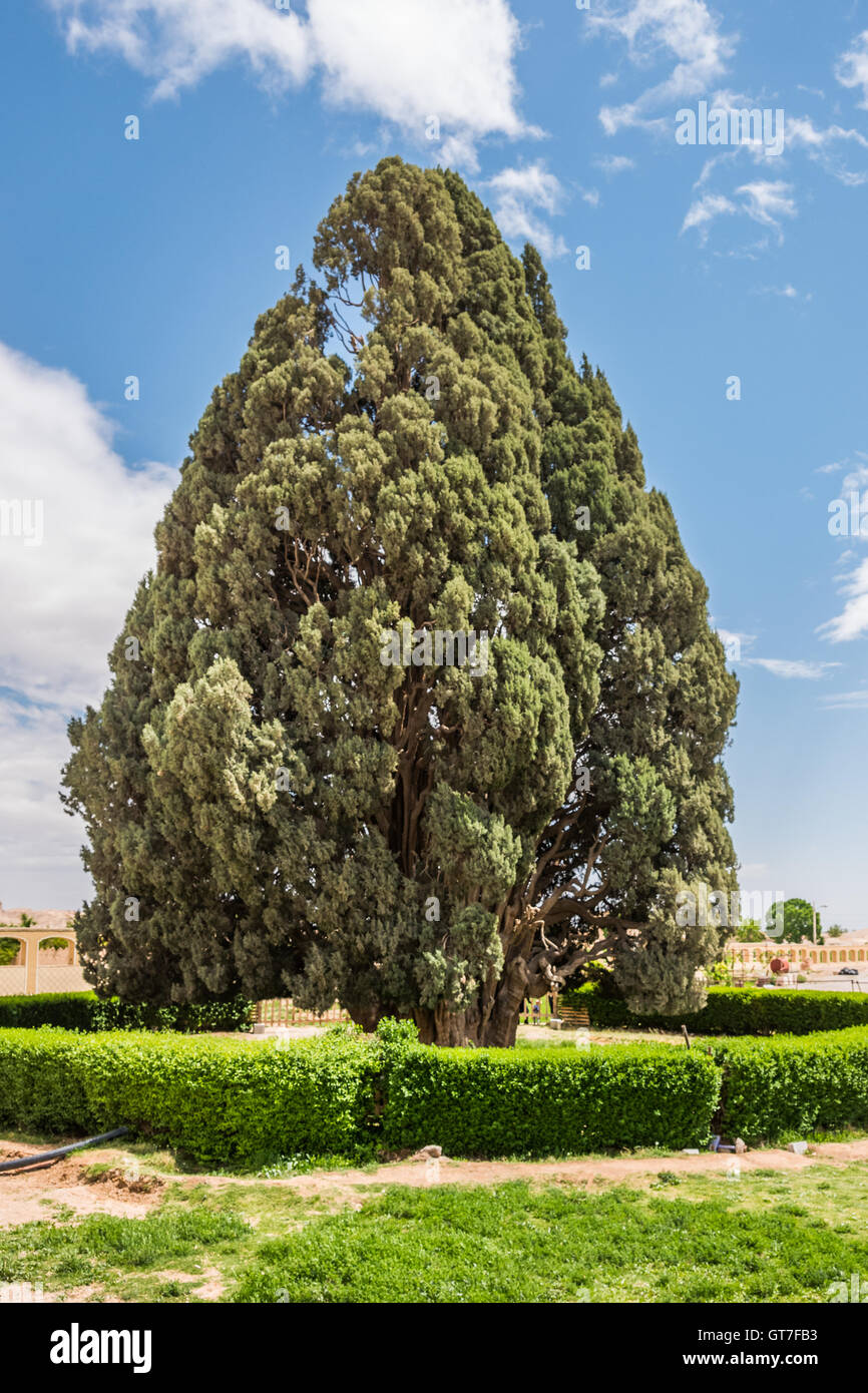 The Cypress of Abarkuh, also called the Zoroastrian Sarv, is a ...