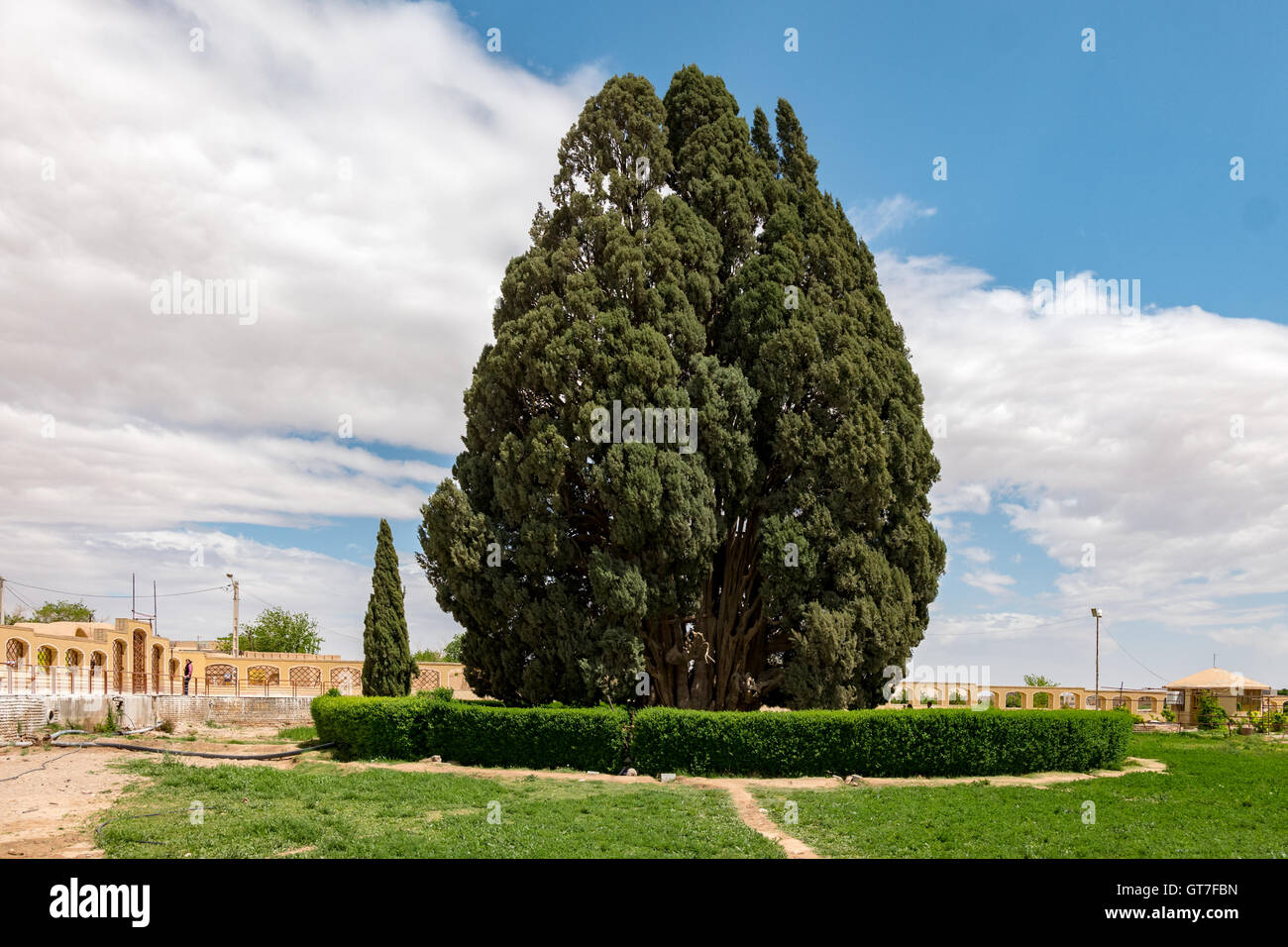 The Cypress of Abarkuh, also called the Zoroastrian Sarv, is a ...