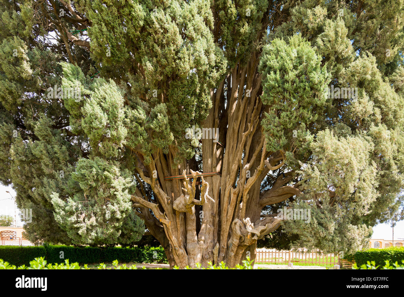 The Cypress of Abarkuh, also called the Zoroastrian Sarv, is a ...