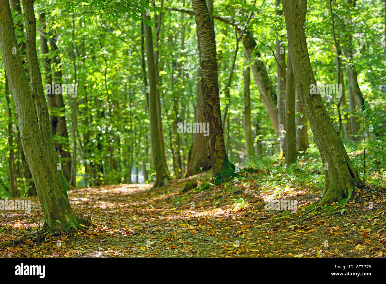Forest path in september Stock Photo - Alamy