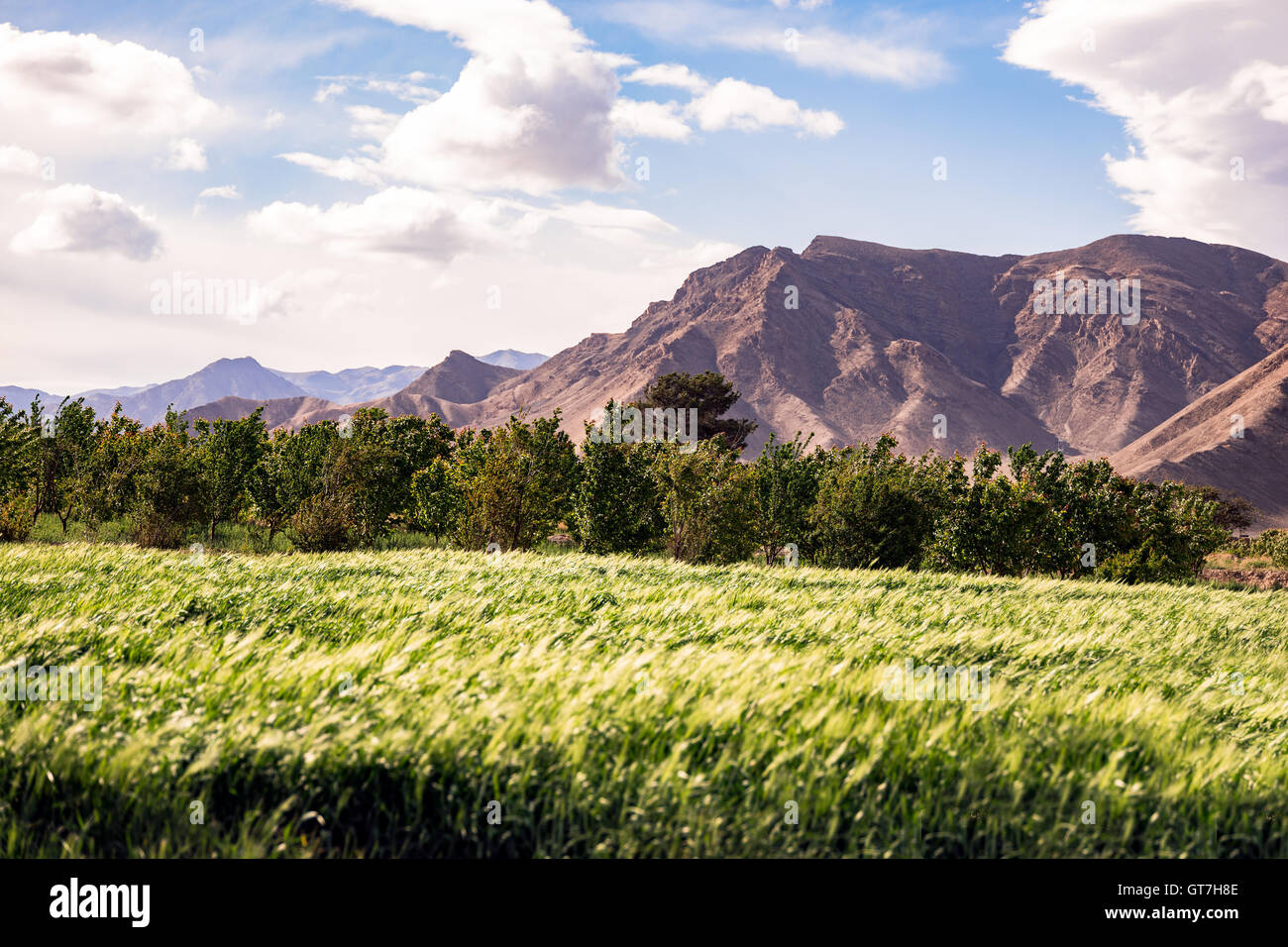 Wheat fields of Iran near Shiraz Stock Photo - Alamy