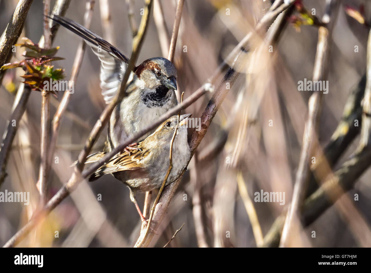 House sparrow mating hi-res stock photography and images - Alamy