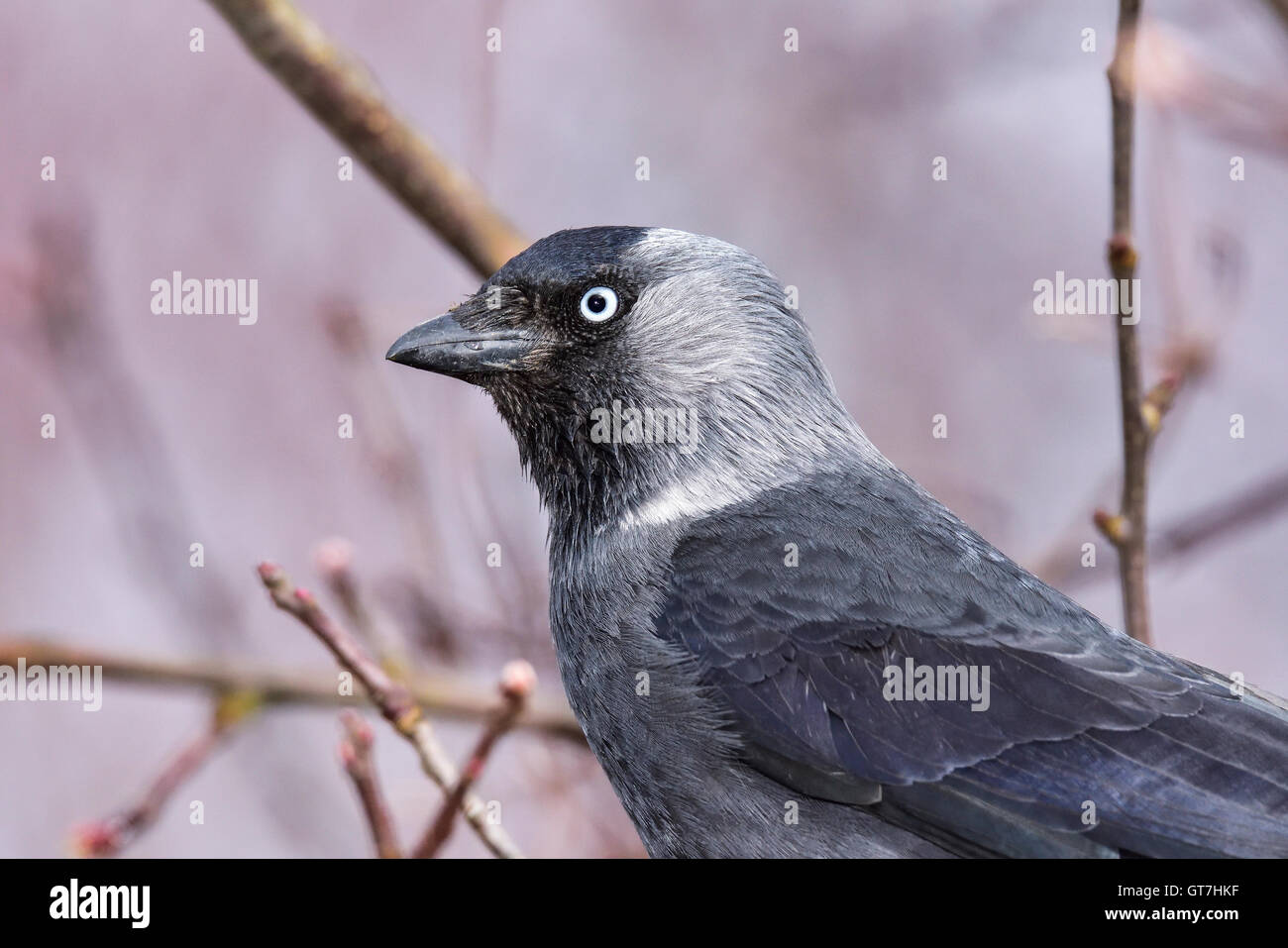 Jackdaw feathers hi-res stock photography and images - Alamy
