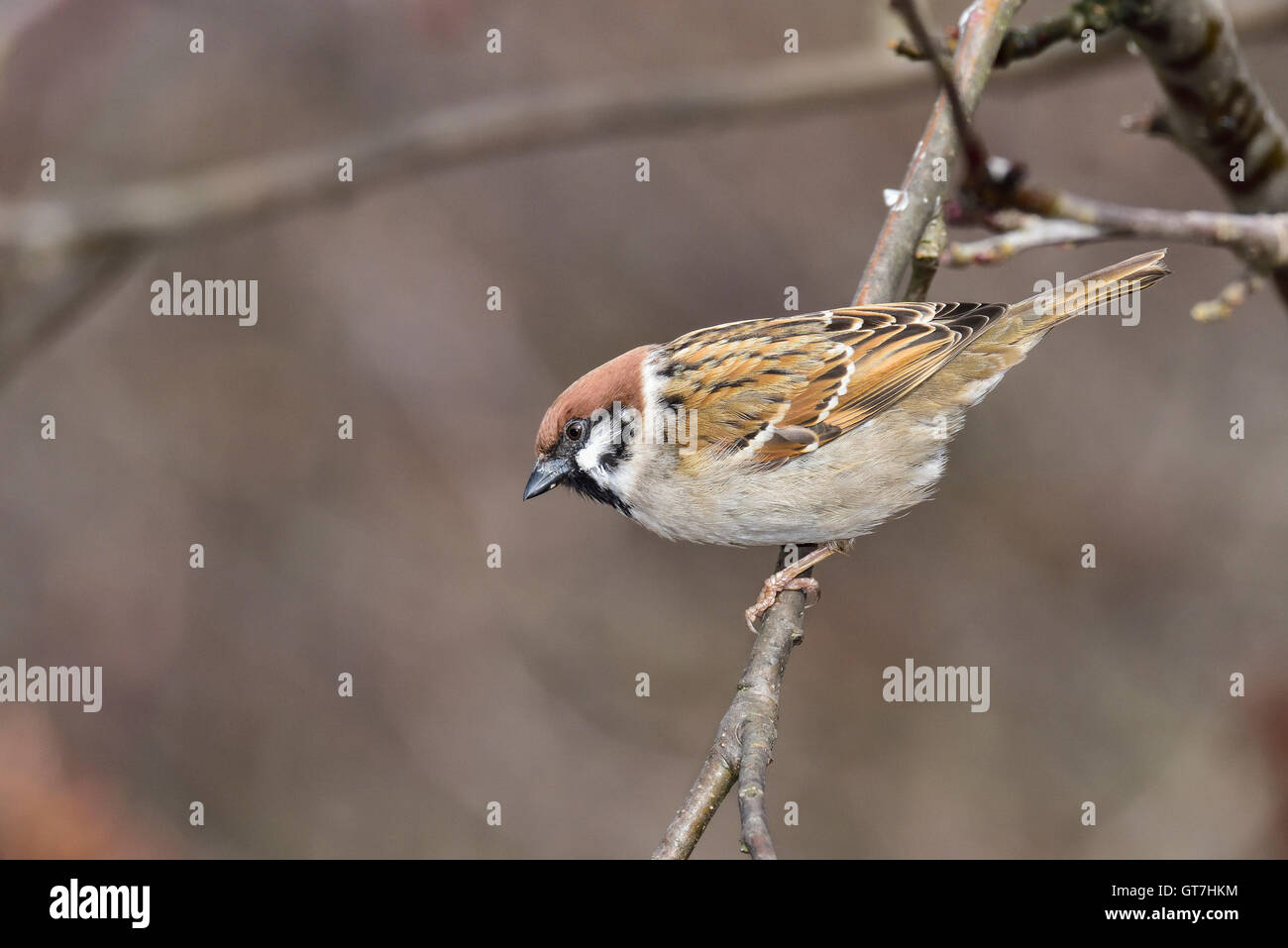 Sparrow eye hi-res stock photography and images - Alamy