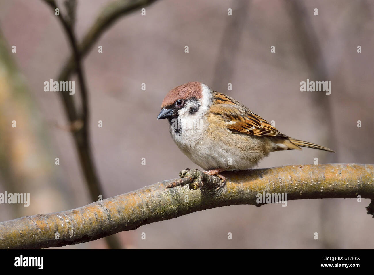 Eurasian tree sparrow Stock Photo - Alamy