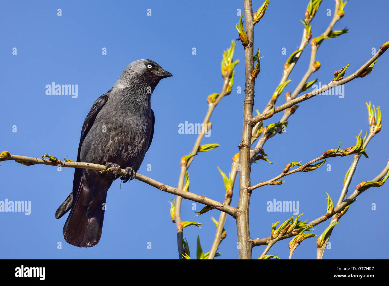 Jackdaw feathers hi-res stock photography and images - Alamy