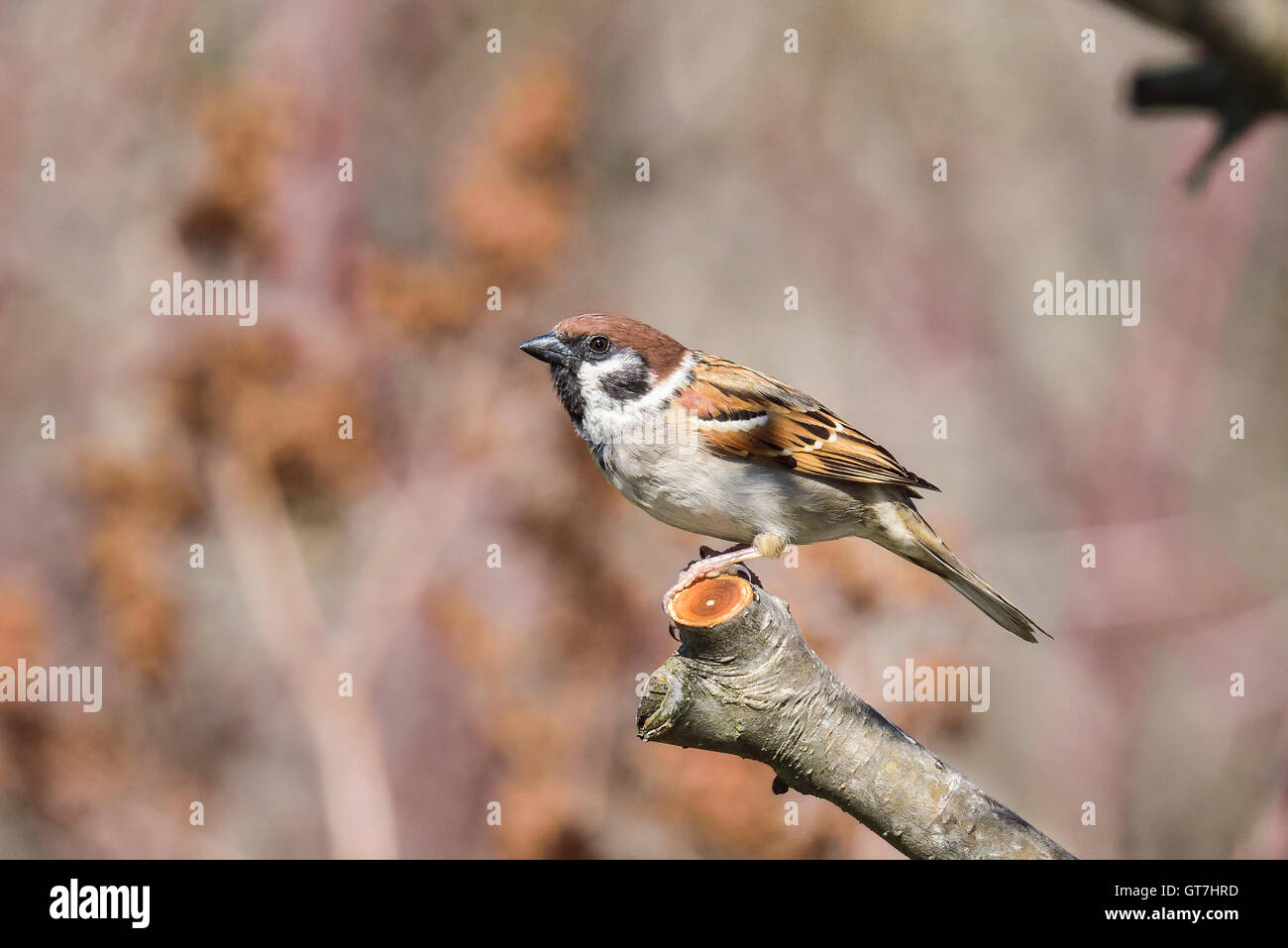 Eurasian tree sparrow Stock Photo - Alamy